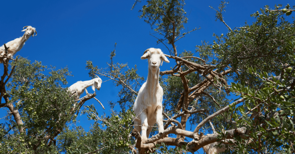 Fostering Empathy for Students: Goats in trees and escaping Honey ...